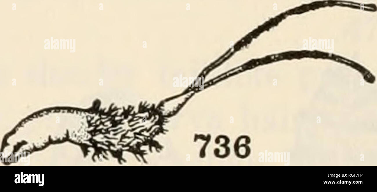 Scaptomyza hi-res stock photography and images - Alamy