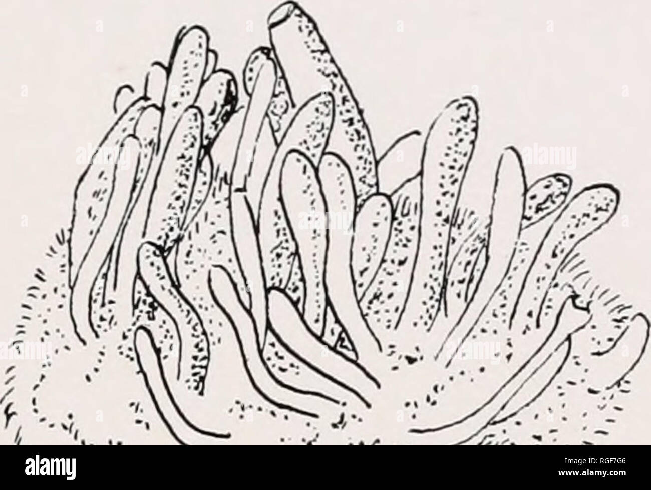 Sponges identification hi-res stock photography and images - Alamy