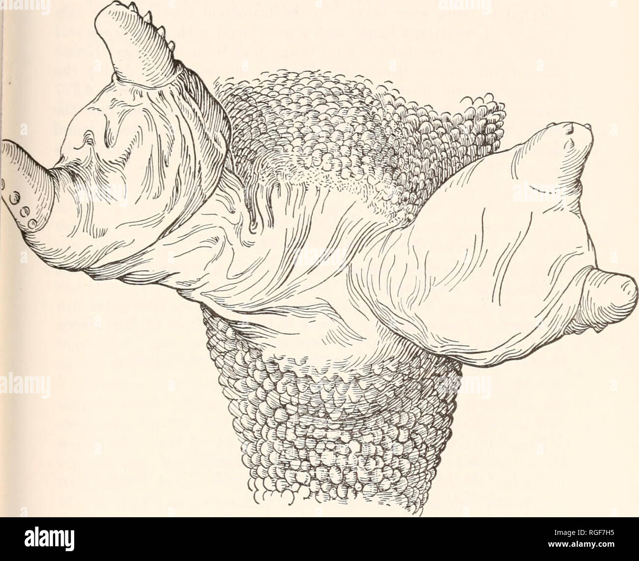 . Bulletin of the Museum of Comparative Zoology at Harvard College ...