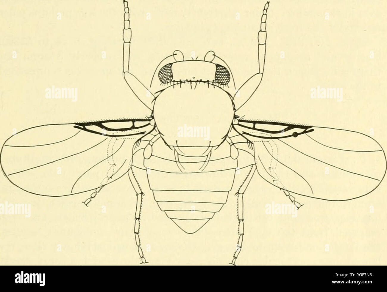 Phoridae hi-res stock photography and images - Alamy