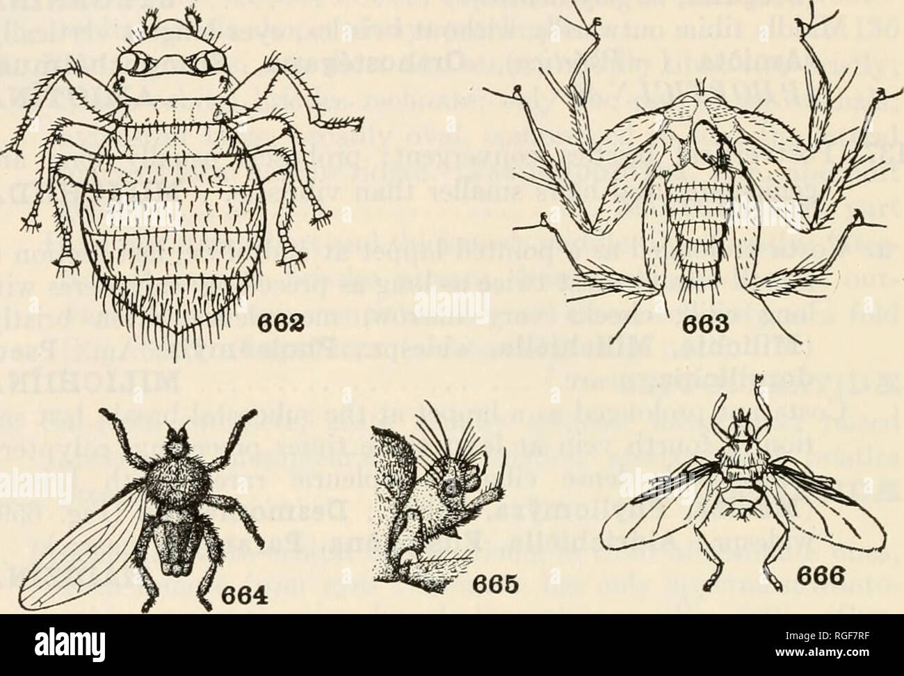 139 species of birds hi-res stock photography and images - Alamy