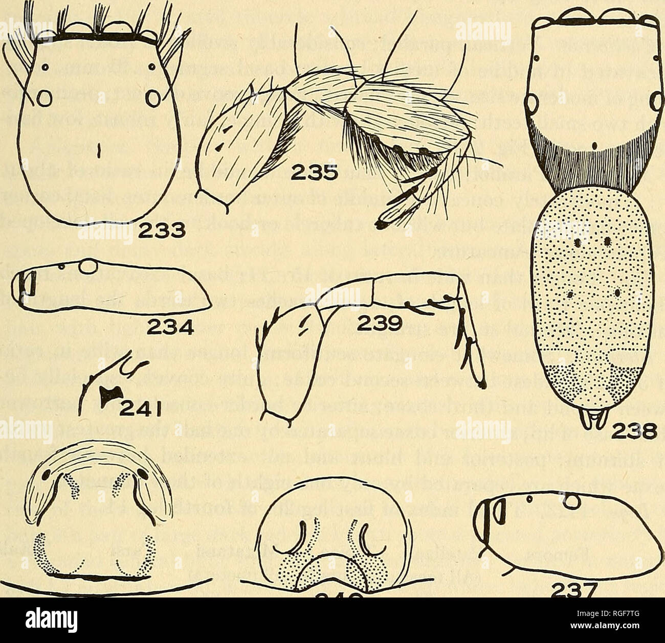 Booksubjectzoology spiders anatomy hi-res stock photography and images ...