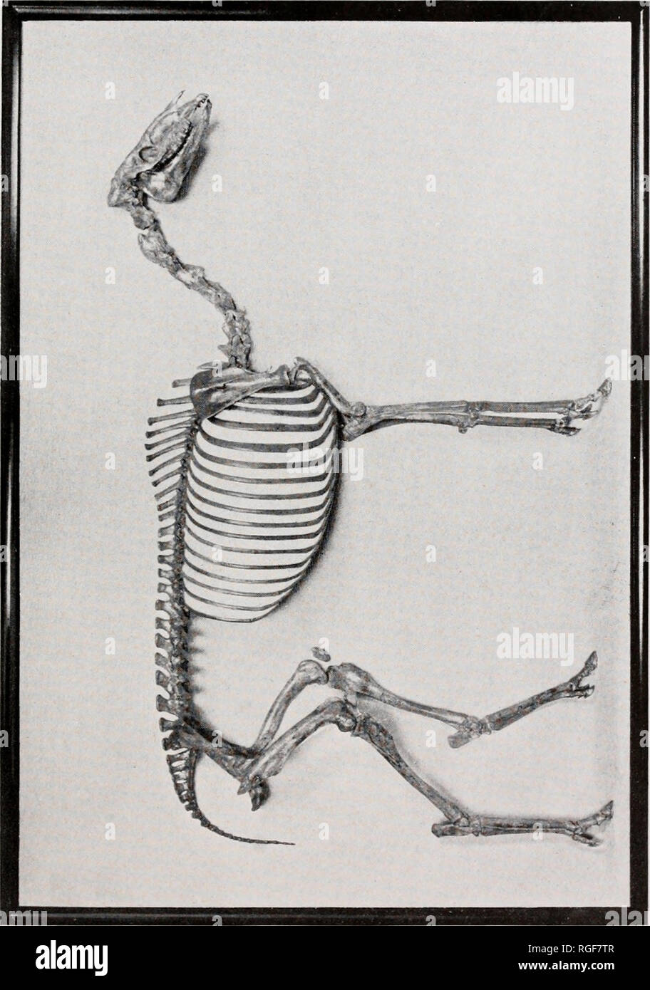 Parahippus hi-res stock photography and images - Alamy