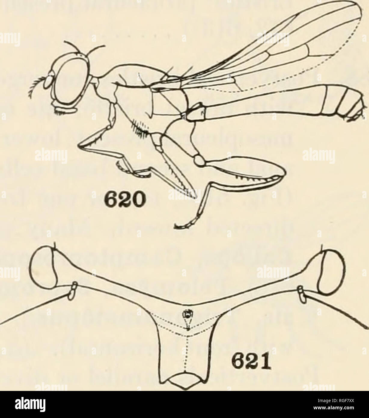 Sepedon hi-res stock photography and images - Alamy