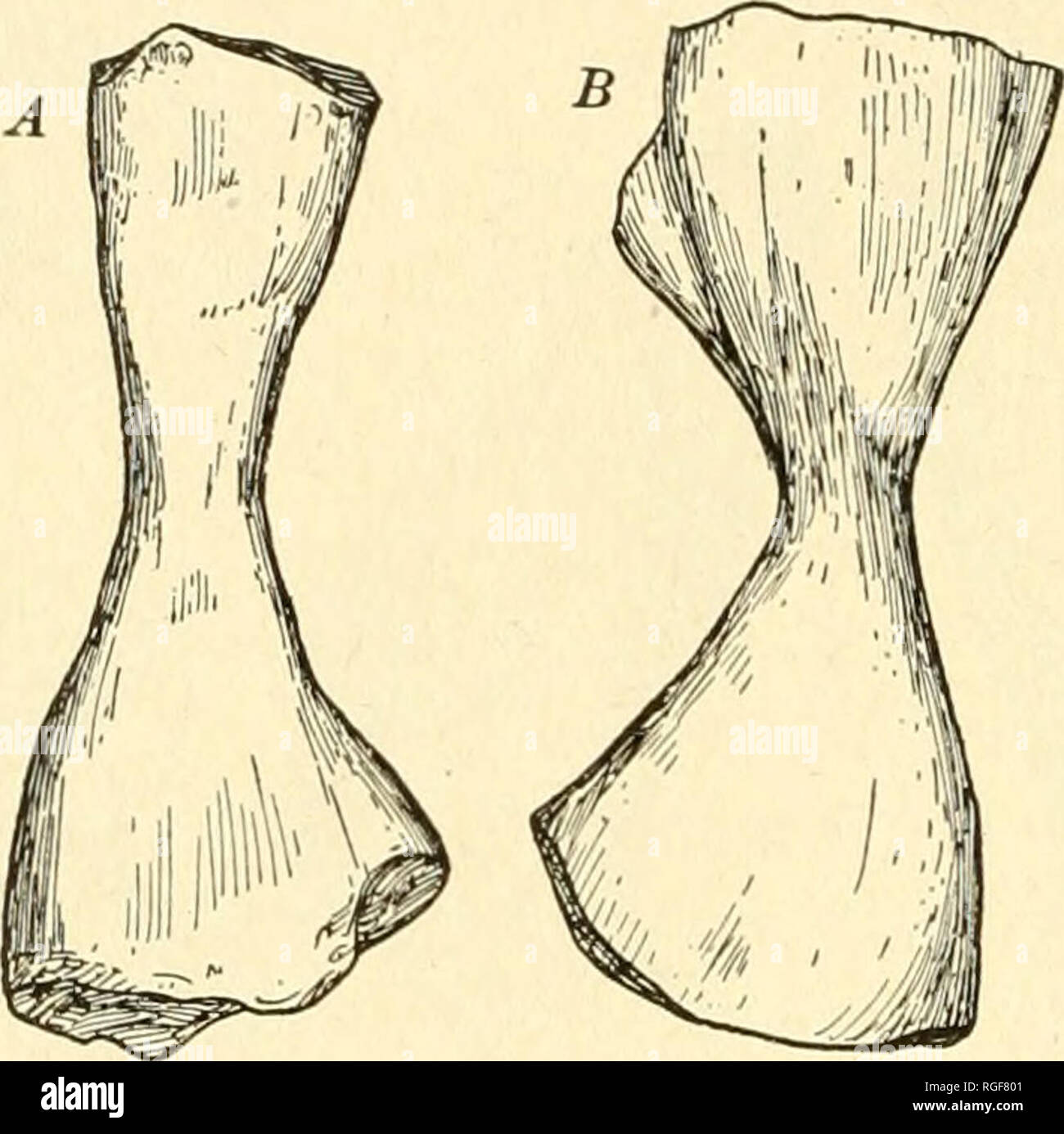 Twice constricted hi-res stock photography and images - Alamy