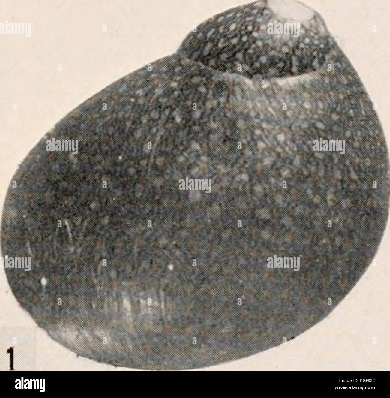 . Bulletin of the Museum of Comparative Zoology at Harvard College ...