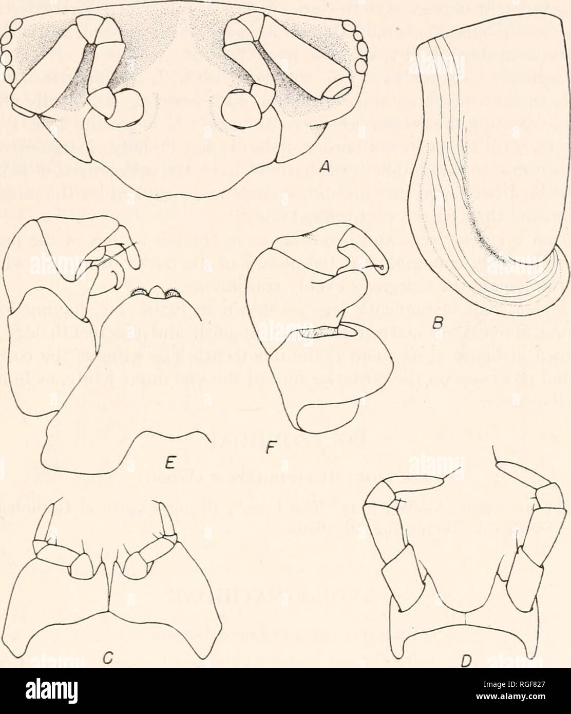 Loomis head hi-res stock photography and images - Alamy