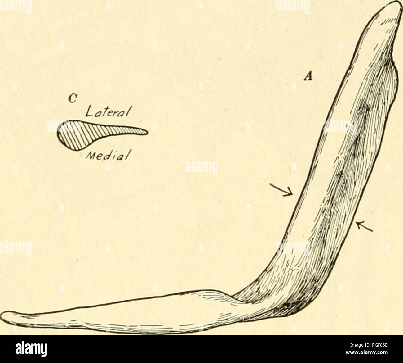 . Bulletin of the Museum of Comparative Zoology at Harvard College ...