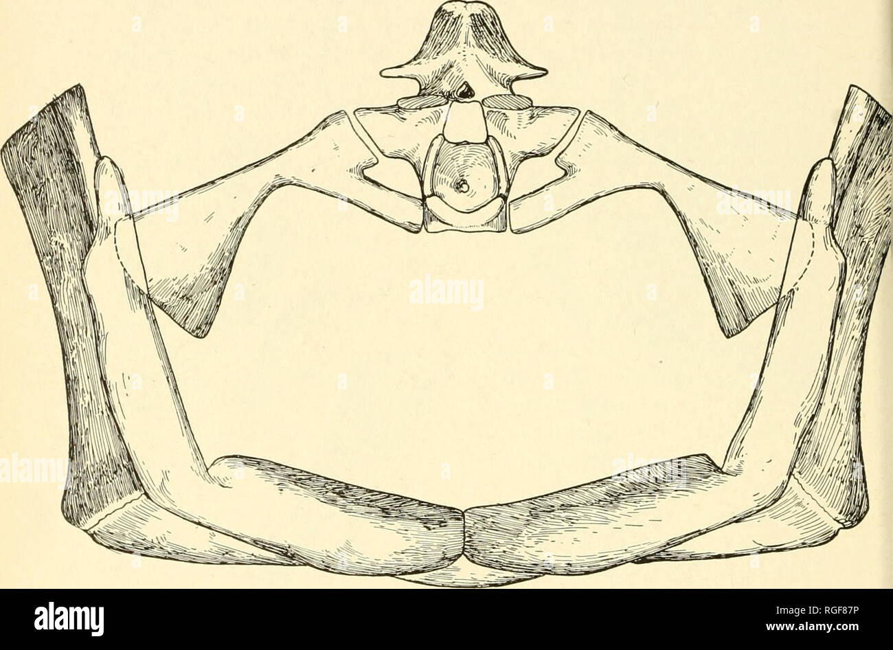 . Bulletin of the Museum of Comparative Zoology at Harvard College ...