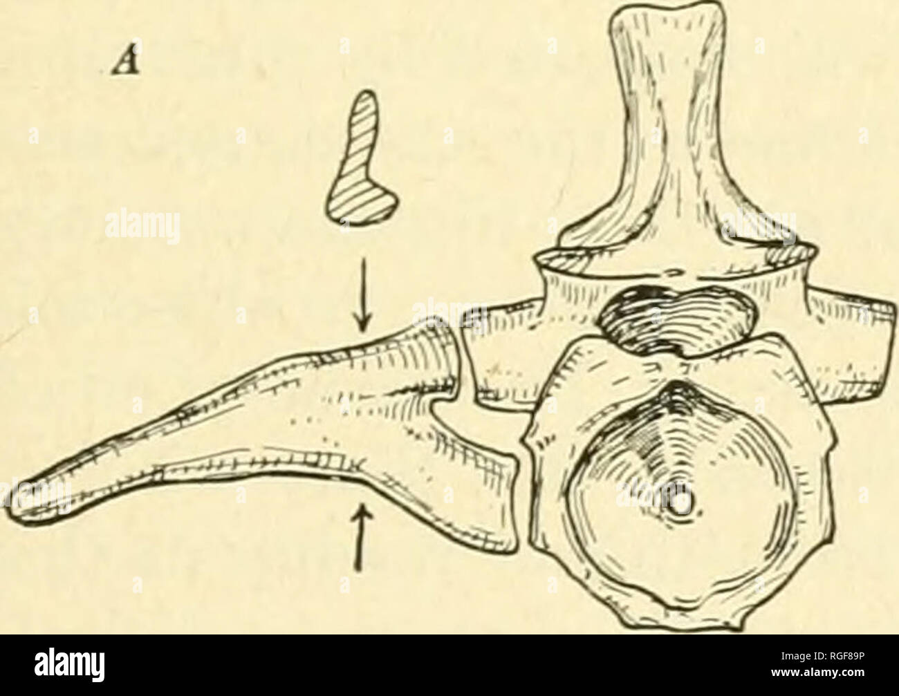 . Bulletin of the Museum of Comparative Zoology at Harvard College ...
