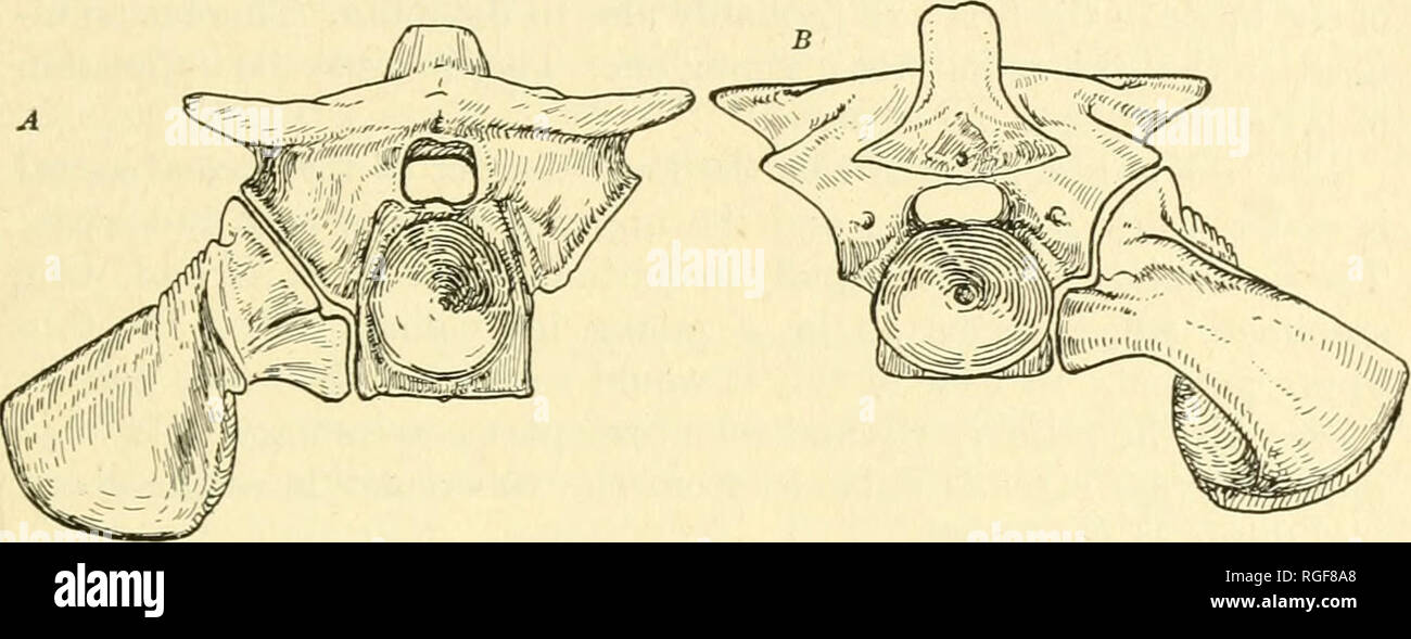 . Bulletin of the Museum of Comparative Zoology at Harvard College ...