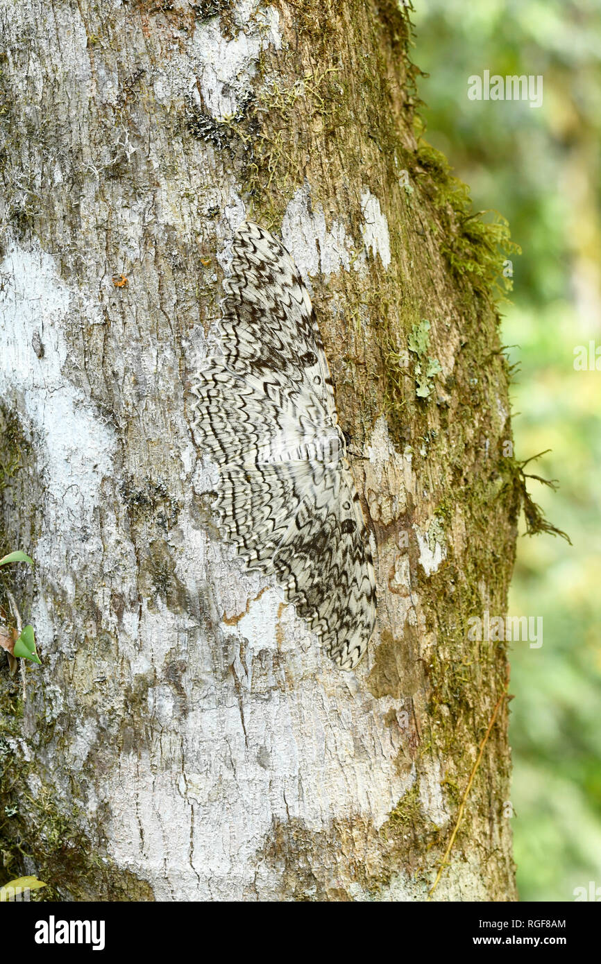 White Witch Moth (Thysania agrippina) adult in typical resting position ...