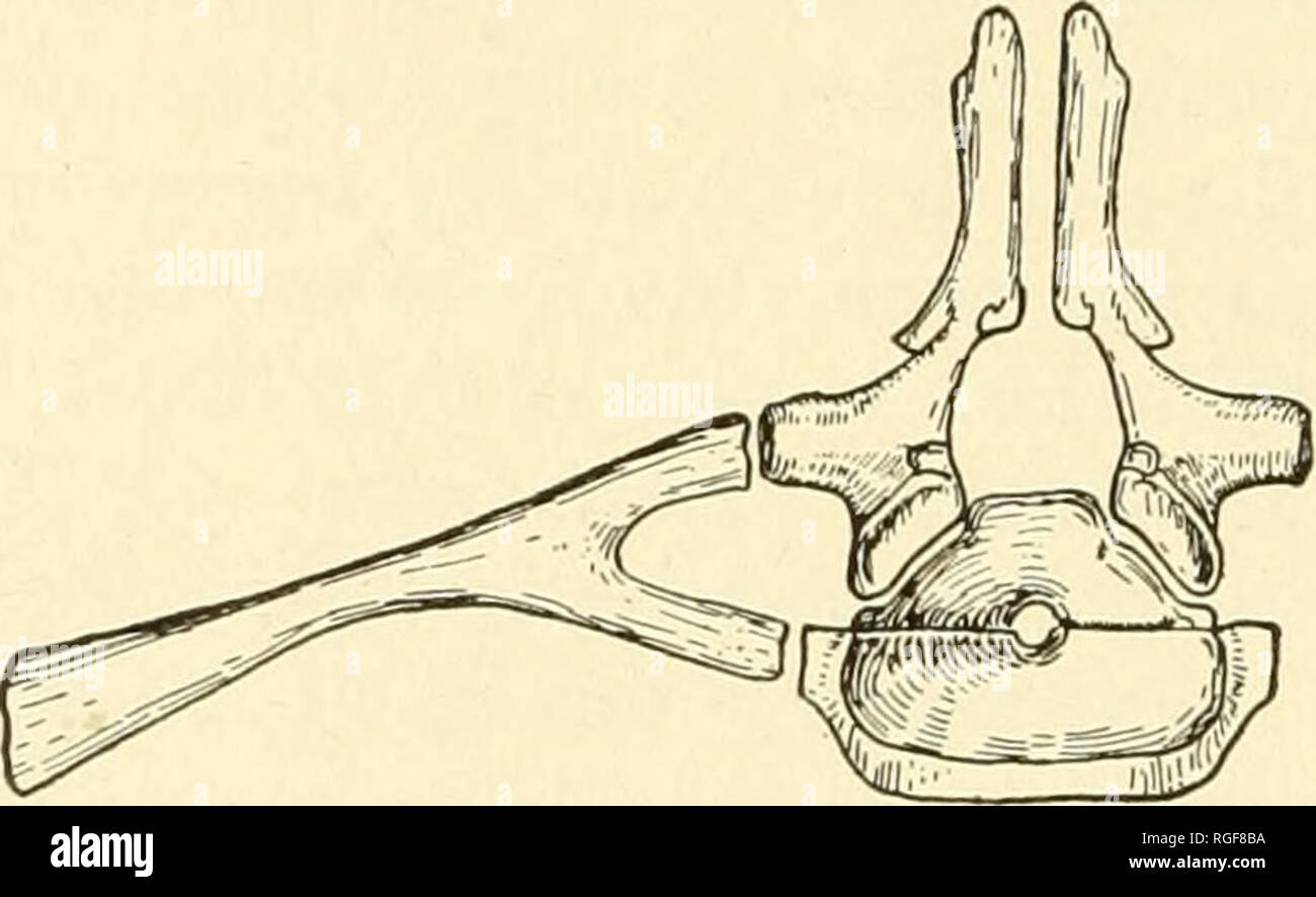 . Bulletin of the Museum of Comparative Zoology at Harvard College ...