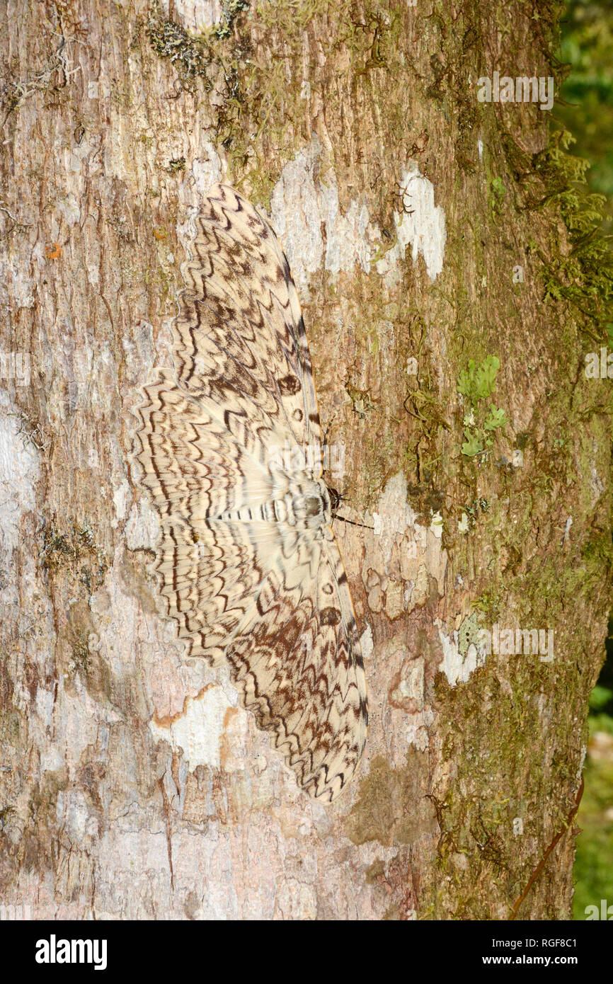 White witch moth hi-res stock photography and images - Alamy