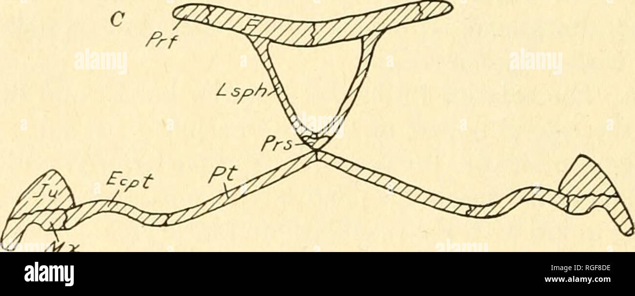 External nares hi-res stock photography and images - Alamy