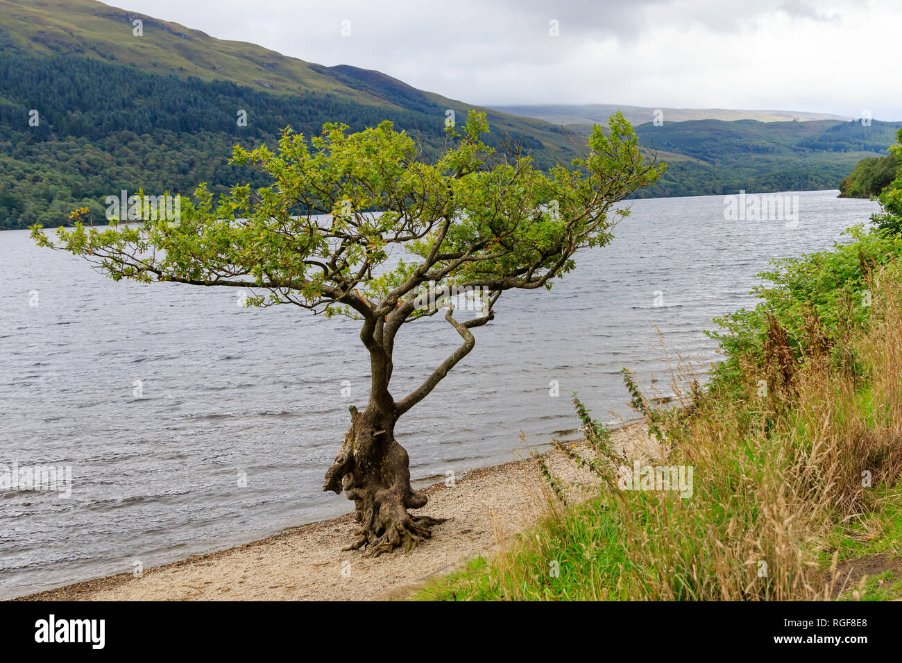 old oak tree at the side of Loch Lomond Scotland Stock Photo - Alamy
