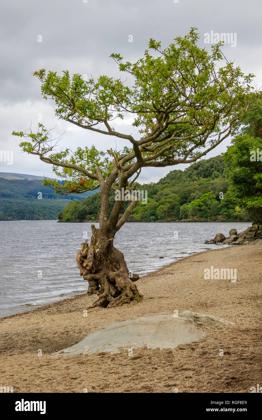 Scotland tree landscape background hi-res stock photography and images ...
