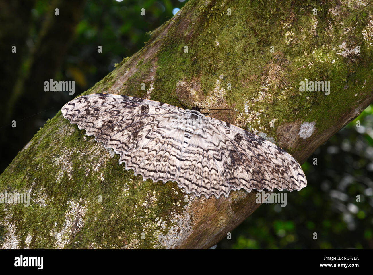 White Witch Moth (Thysania Agrippina) at rest on tree trunk, Costa Rica ...