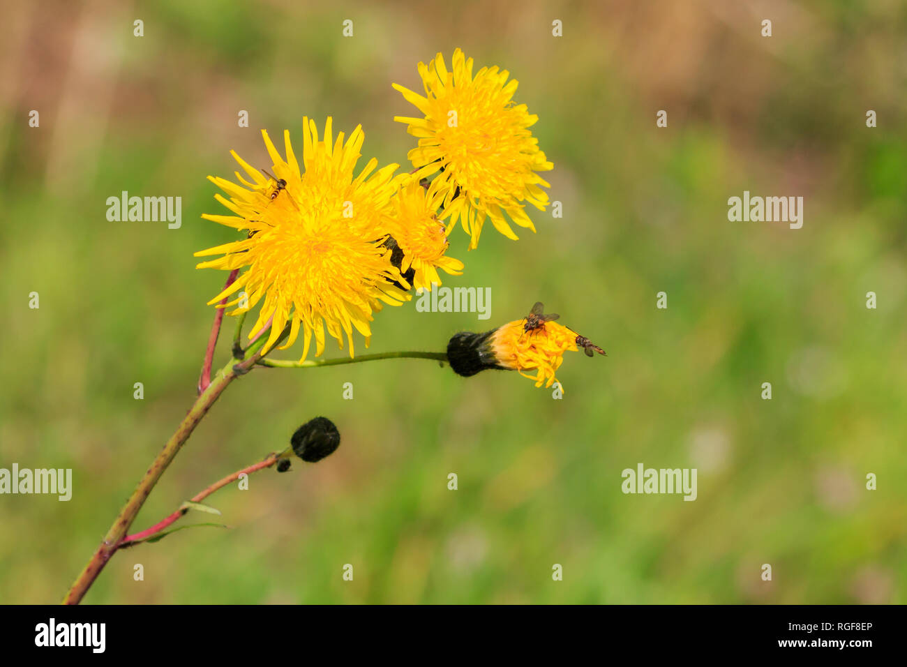 Thistle common sowthistle sonchus hi-res stock photography and images ...