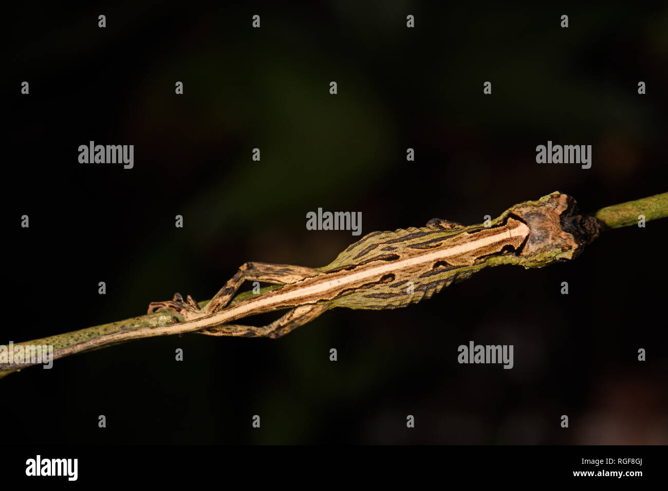 Pug-nosed Anole (Norops capito) trying to hide, clinging to plant stem ...
