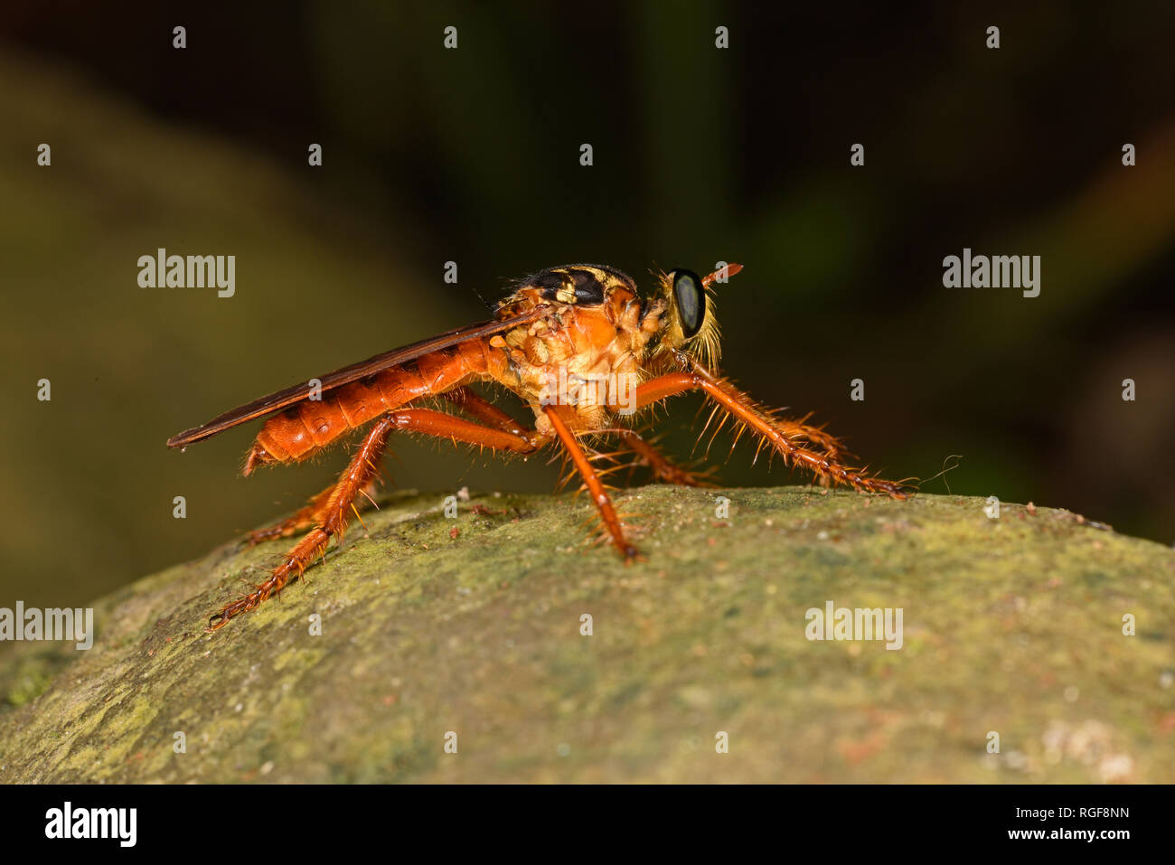 White Witch Moth (Thysania Agrippina) at rest on tree trunk, Costa Rica ...