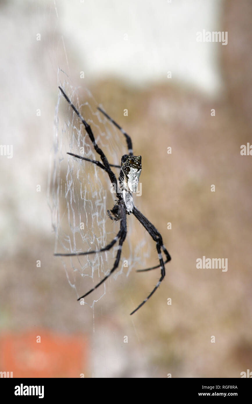Panama spider hi-res stock photography and images - Alamy