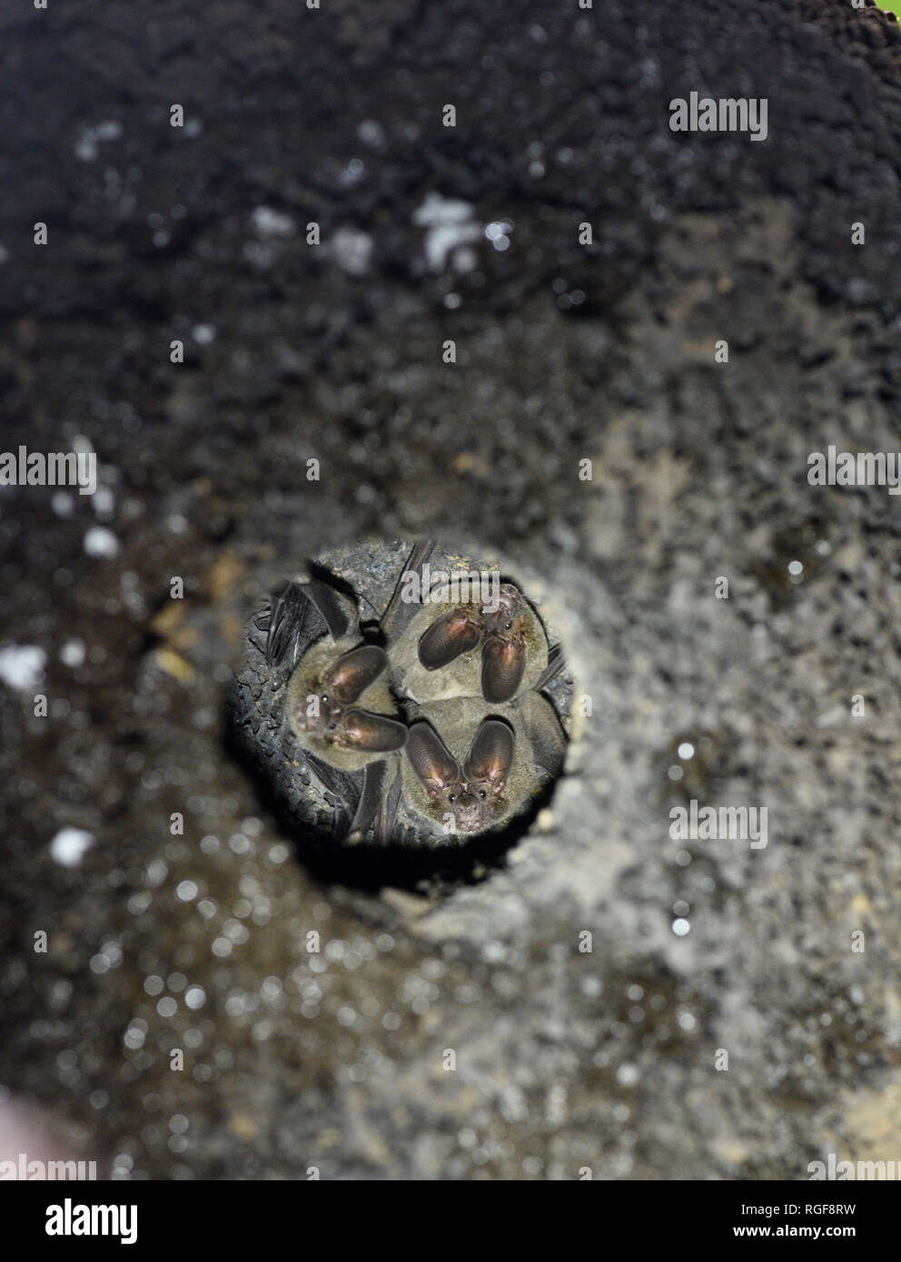 White throated round eared bat lophostoma silvicolum hi-res stock ...