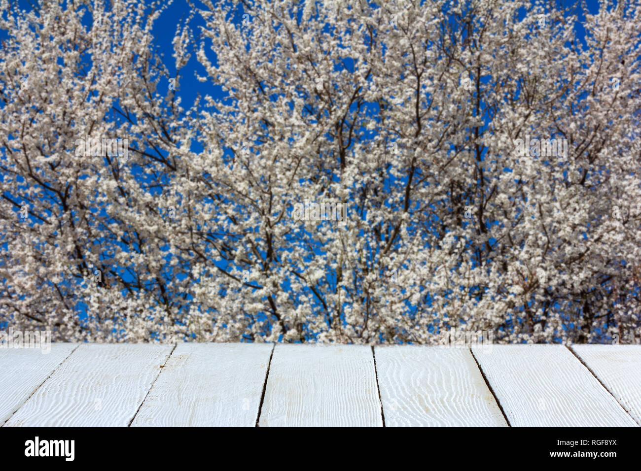 Spring background with flowering trees and white wooden planks for product display Stock Photo ...