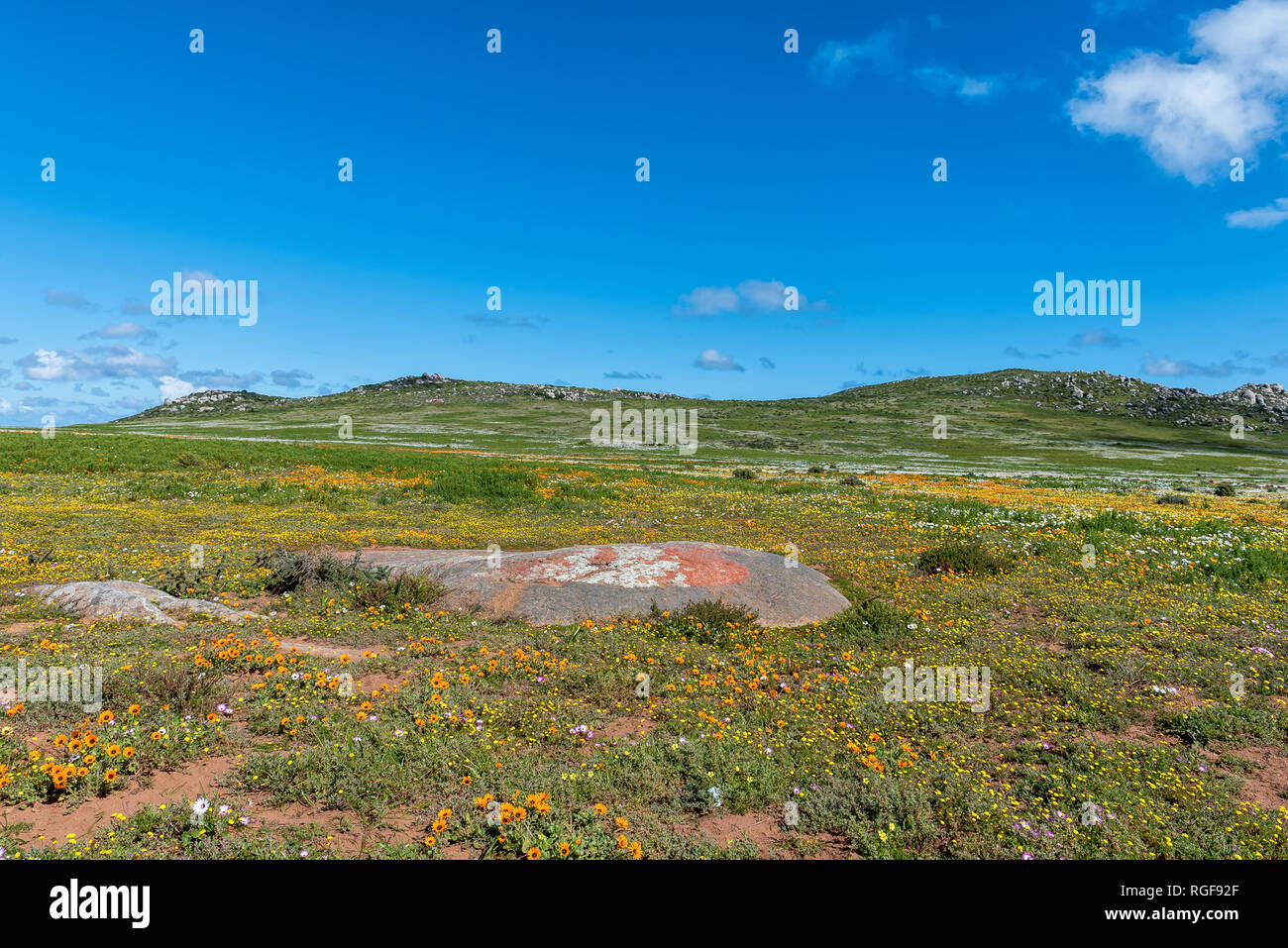 Wild flowers at Postberg near Langebaan on the Atlantic Ocean coast in ...