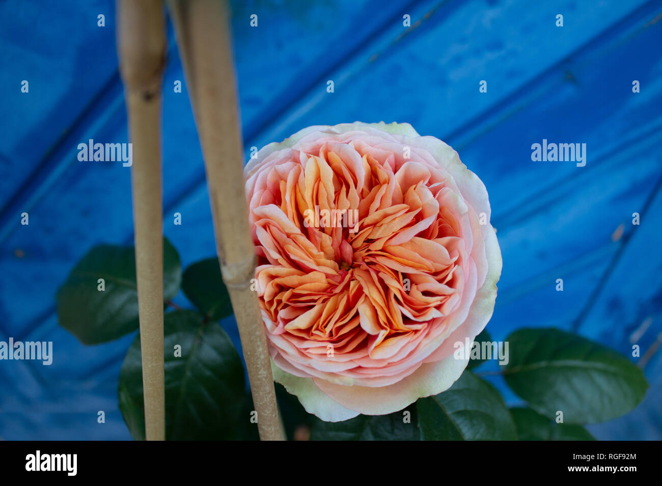 Rose flower salmon pink Stock Photo - Alamy