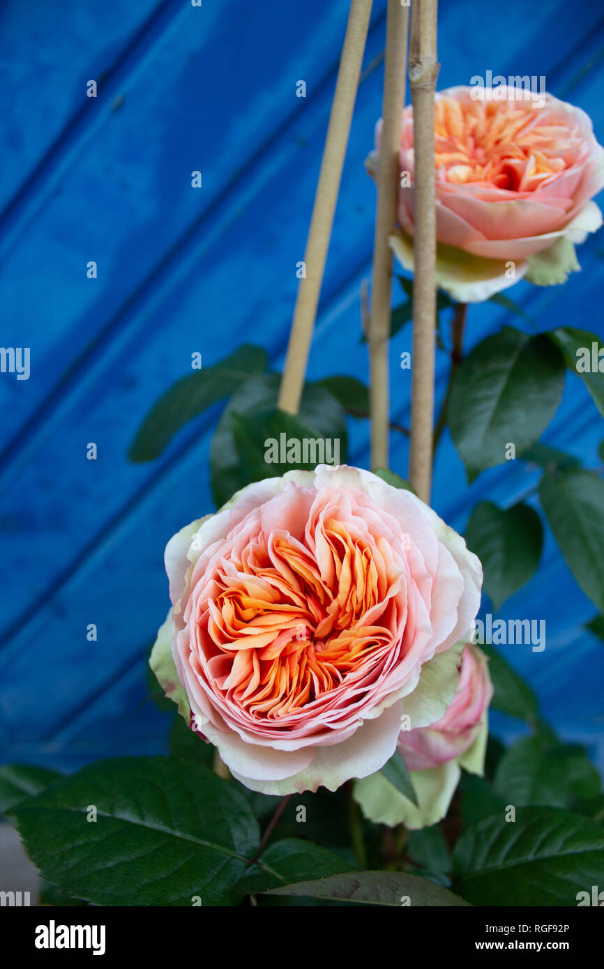 Rose flower salmon pink Stock Photo - Alamy