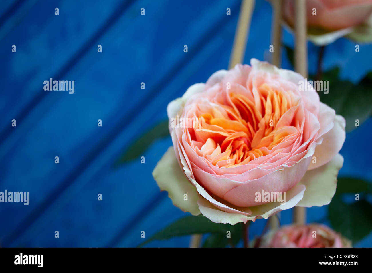 Rose flower salmon pink Stock Photo - Alamy