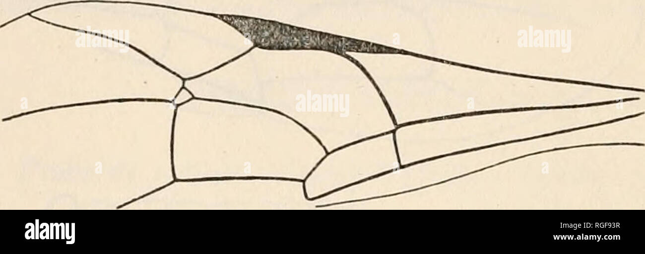 Meta thorax hi-res stock photography and images - Alamy