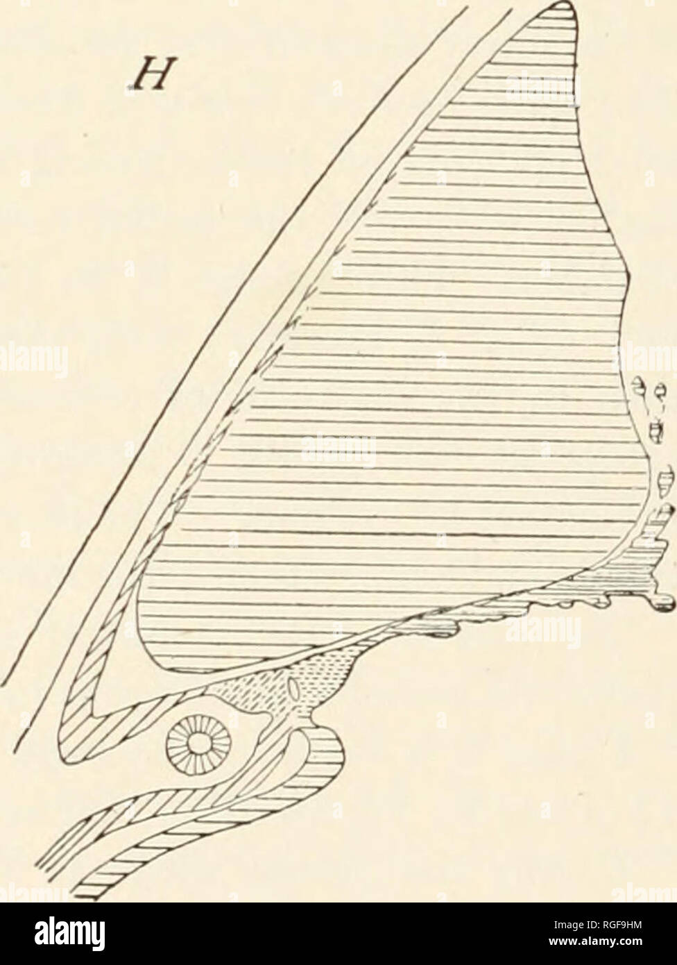 . Bulletin of the Museum of Comparative Zoology at Harvard College ...