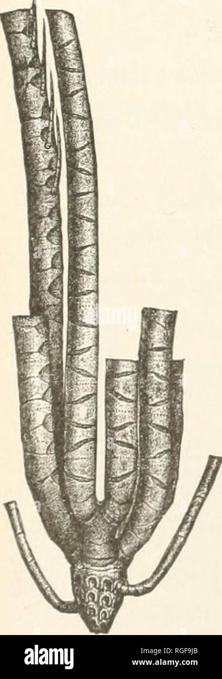 . Bulletin of the Museum of Comparative Zoology at Harvard College ...