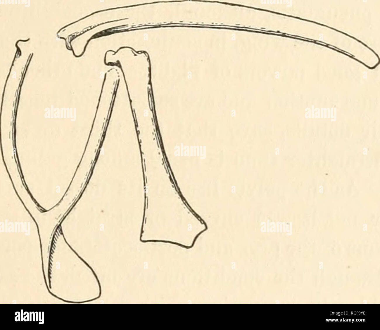 Pediocetes hi-res stock photography and images - Alamy