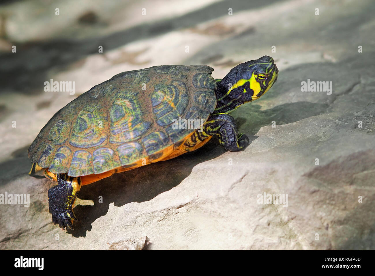 Tortoise turtle side by side hi-res stock photography and images - Alamy