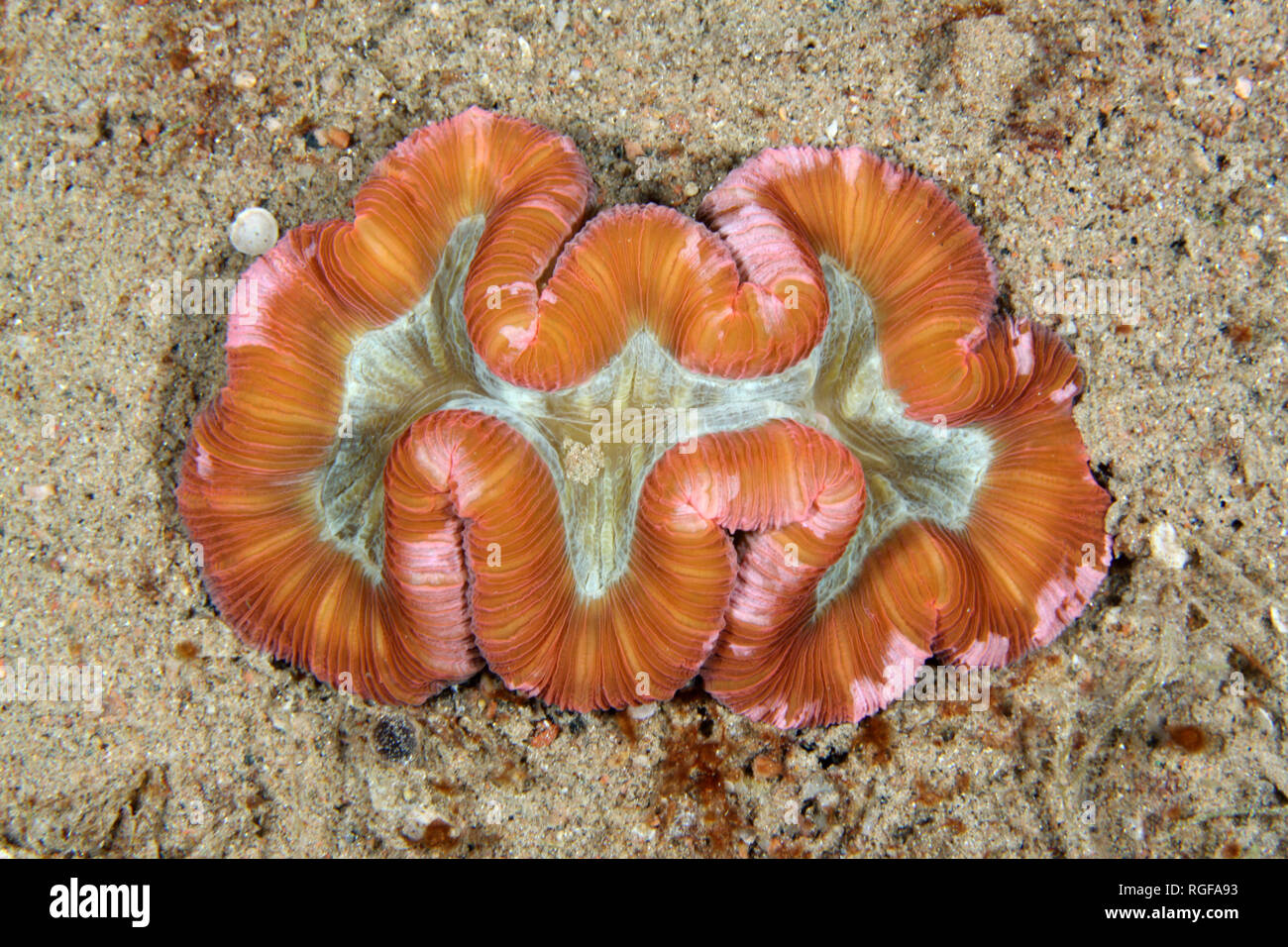 Trachyphyllia coral in the Red Sea Stock Photo - Alamy