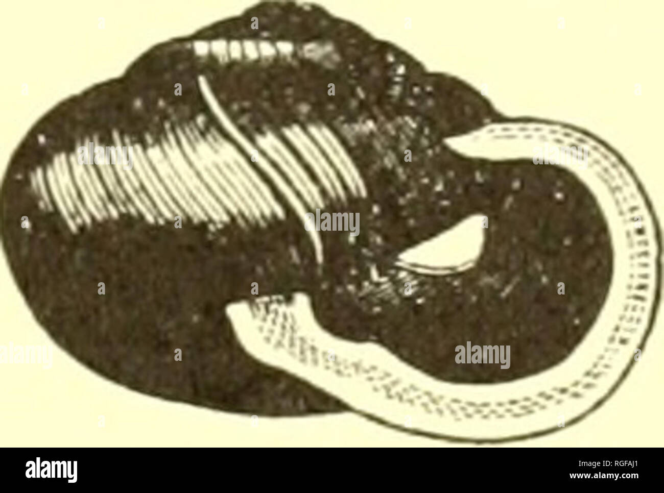Tooth whorl hi-res stock photography and images - Alamy