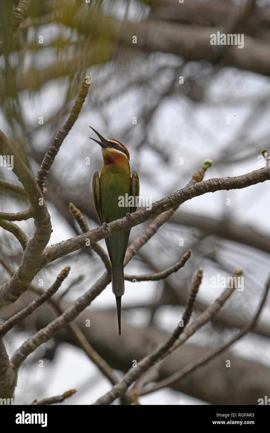 The olive bee-eater or Madagascar bee-eater is a near passerine bee ...