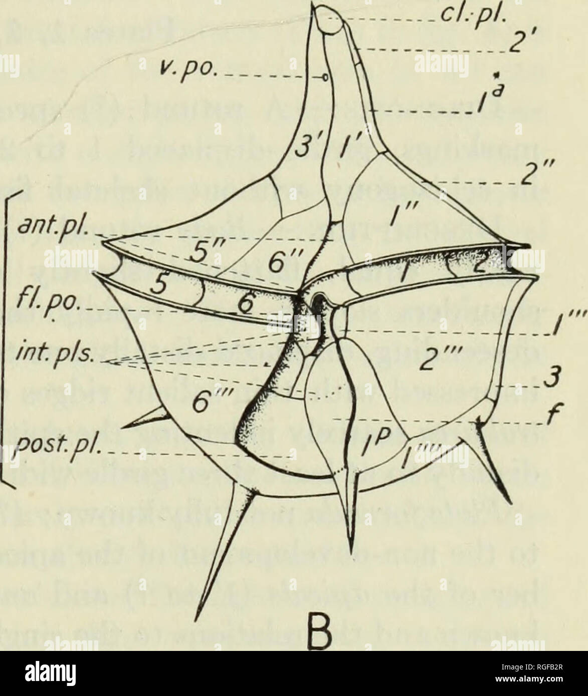 Gonyaulax High Resolution Stock Photography and Images - Alamy