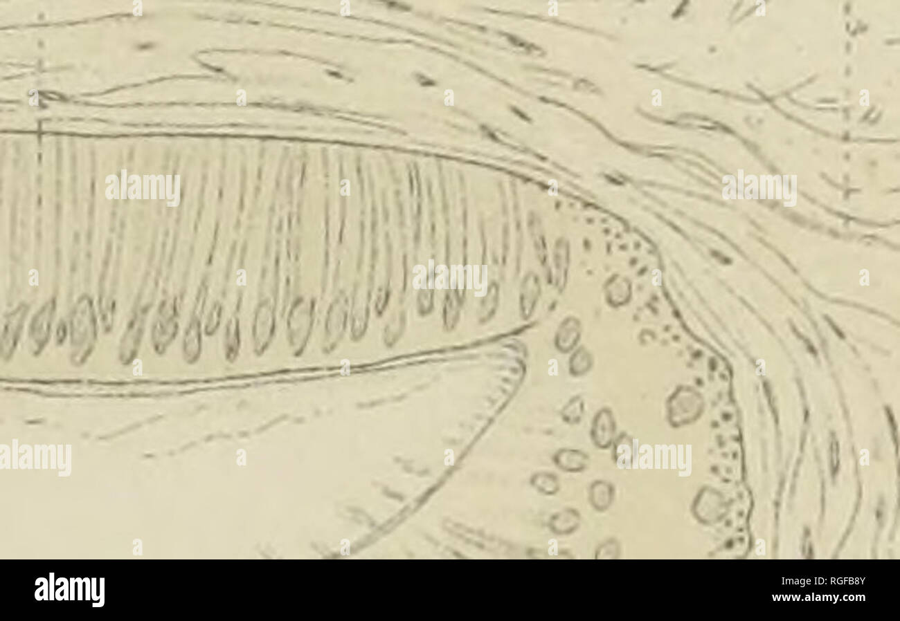 Parietal Eye Stock Photos & Parietal Eye Stock Images - Alamy