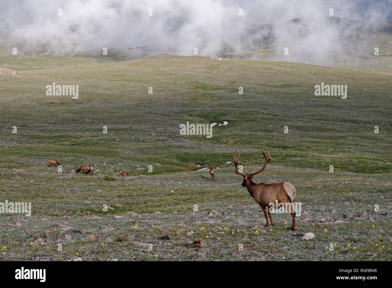 Bull green screen hi-res stock photography and images - Alamy