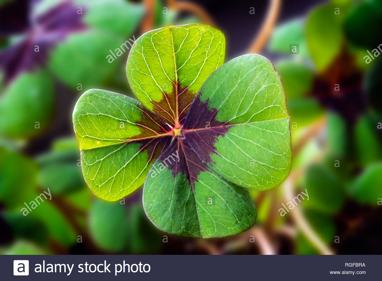 Lucky Clover Stock Photos & Lucky Clover Stock Images - Alamy