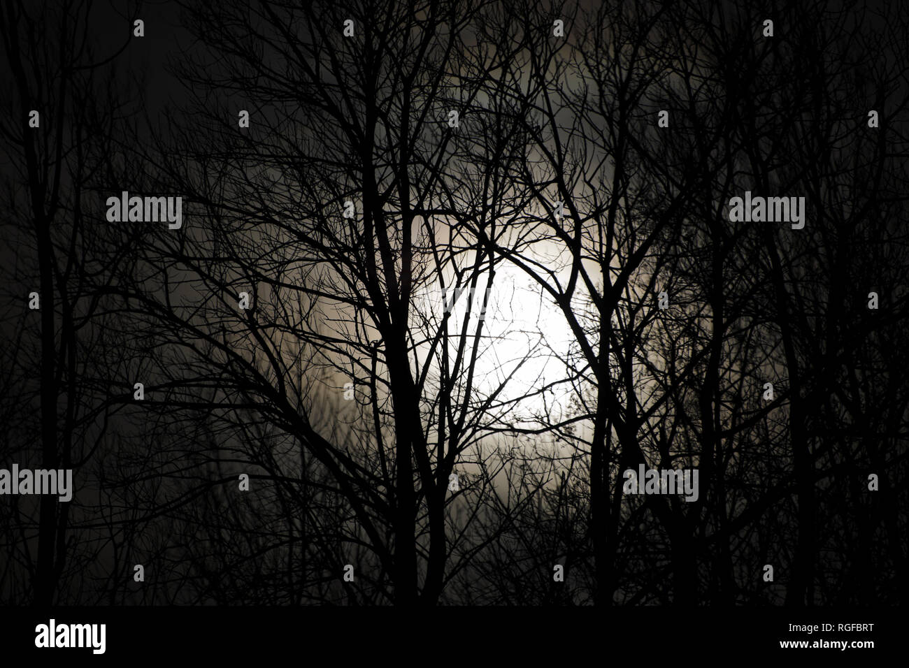 Winter Solstice Moon seen through bare trees soon after moonrise. The ...