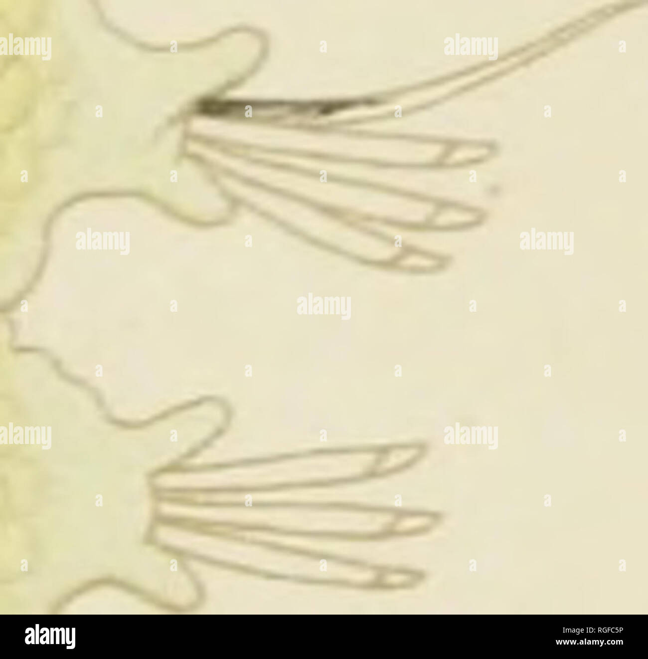 Palolo worm hi-res stock photography and images - Alamy