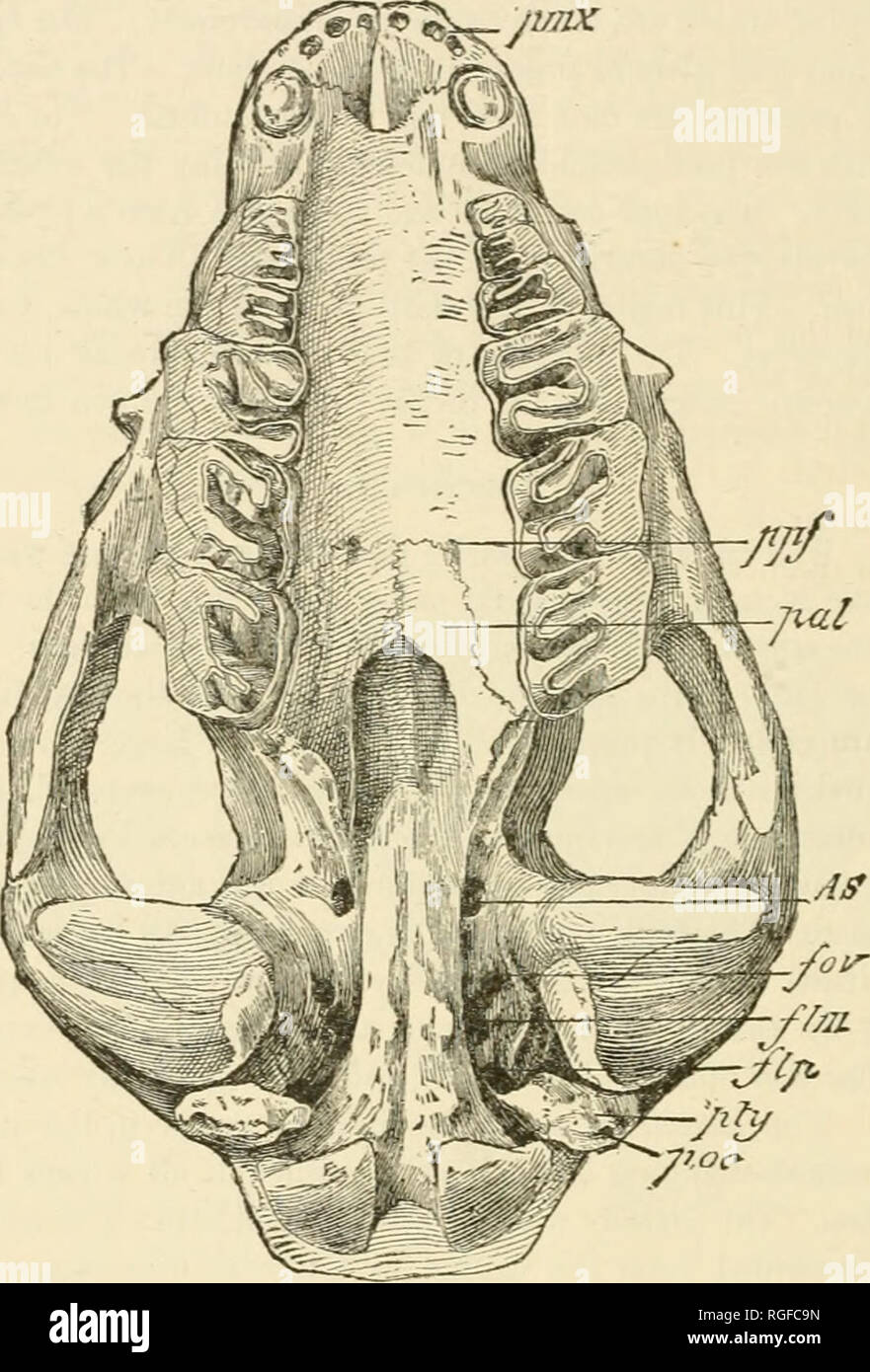 . Bulletin of the Museum of Comparative Zoology at Harvard College ...