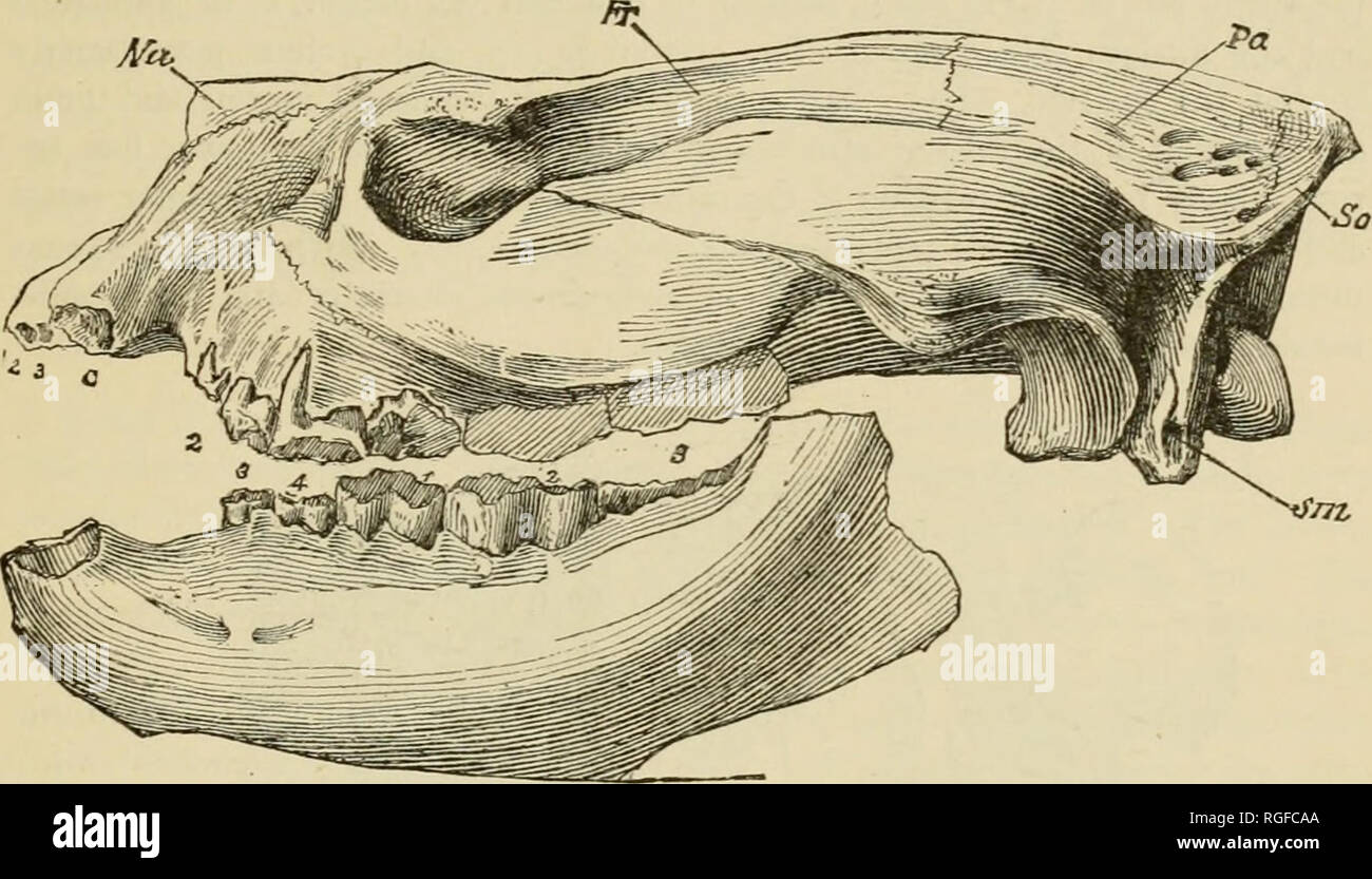 Pre Molars High Resolution Stock Photography and Images - Alamy