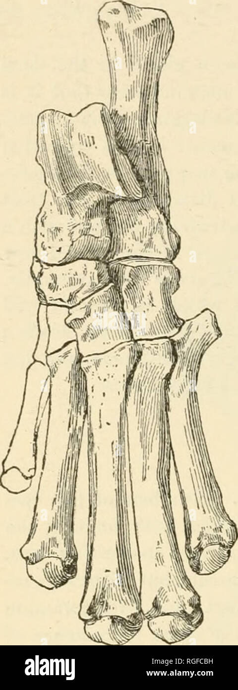 Curved tibia hi-res stock photography and images - Alamy