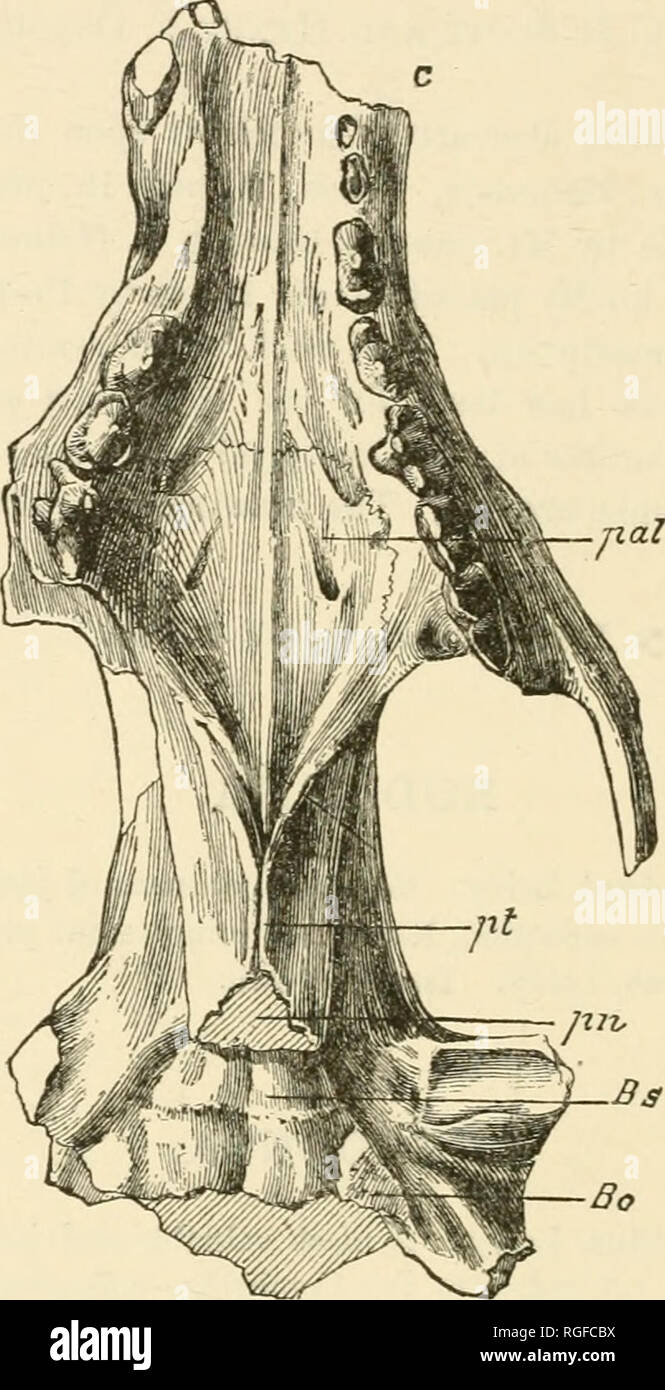 Narrow skulls hi-res stock photography and images - Alamy